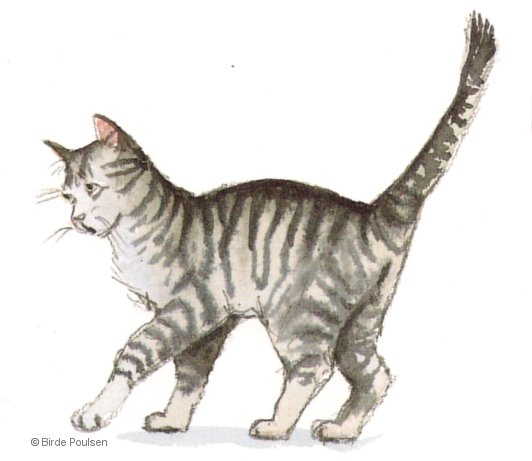 Min kat har støvet pels og er slinger